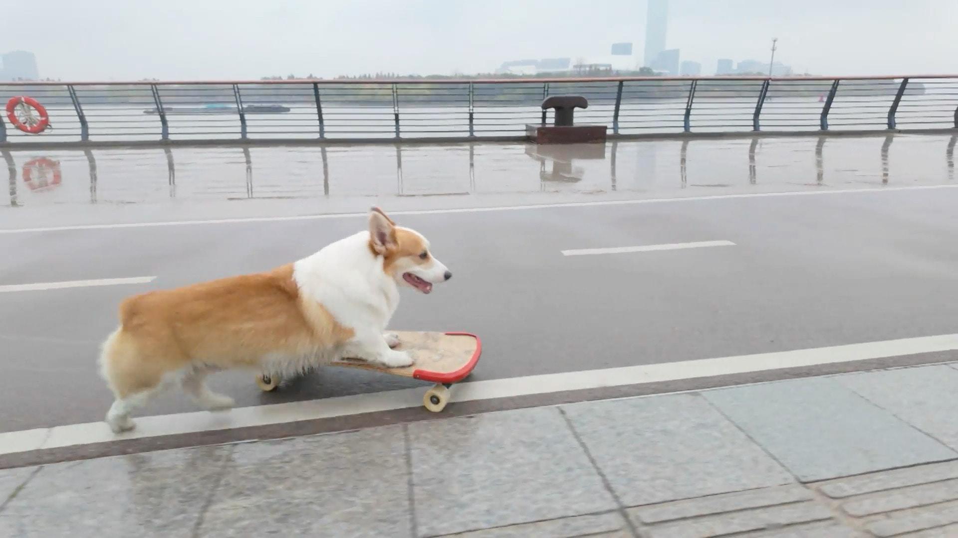 That's pawsome! Corgi Zao An's stunning skateboarding skills go viral ...
