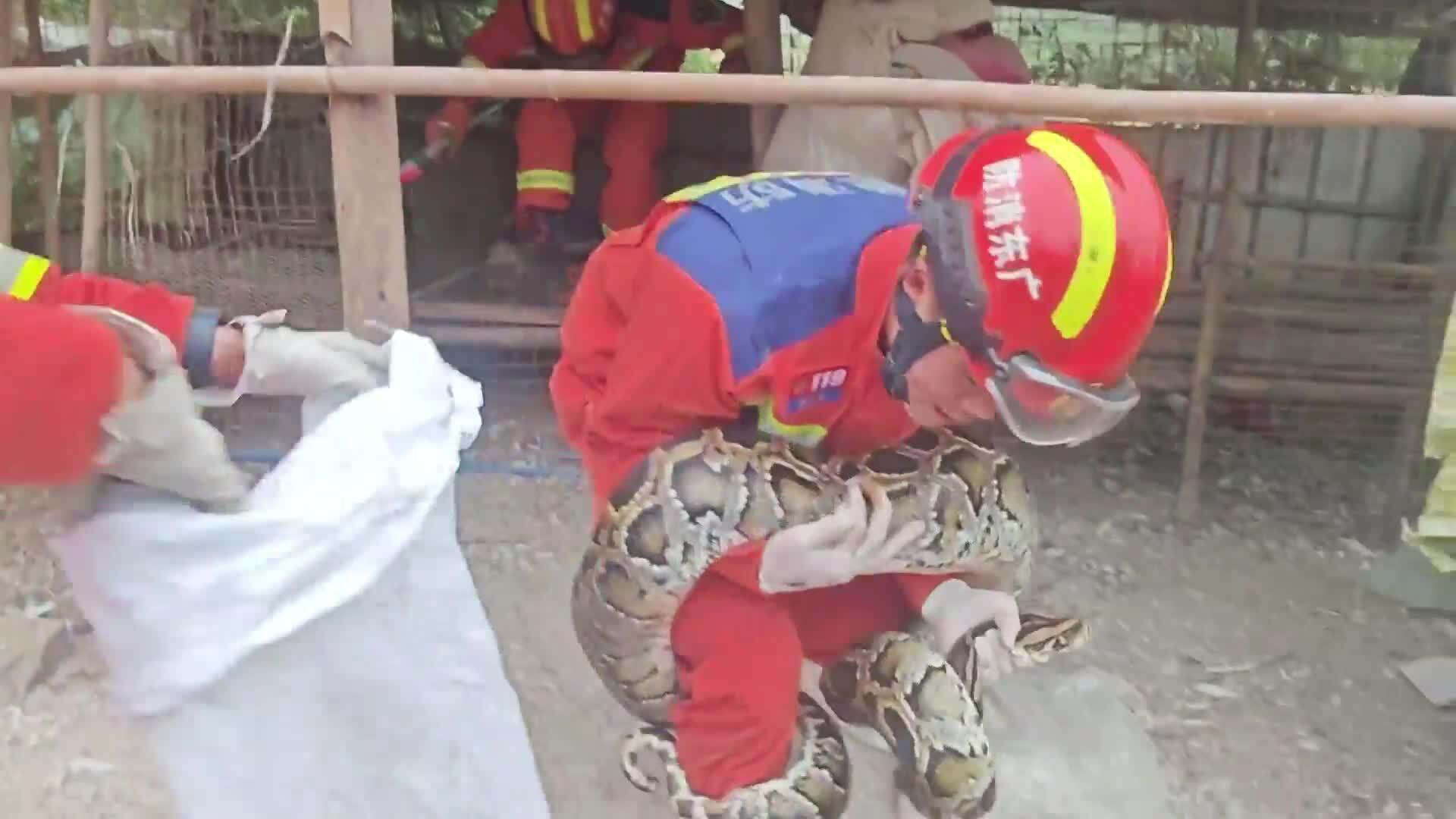 Catch me if you can! Firefighters capture and release three-metre-long ...