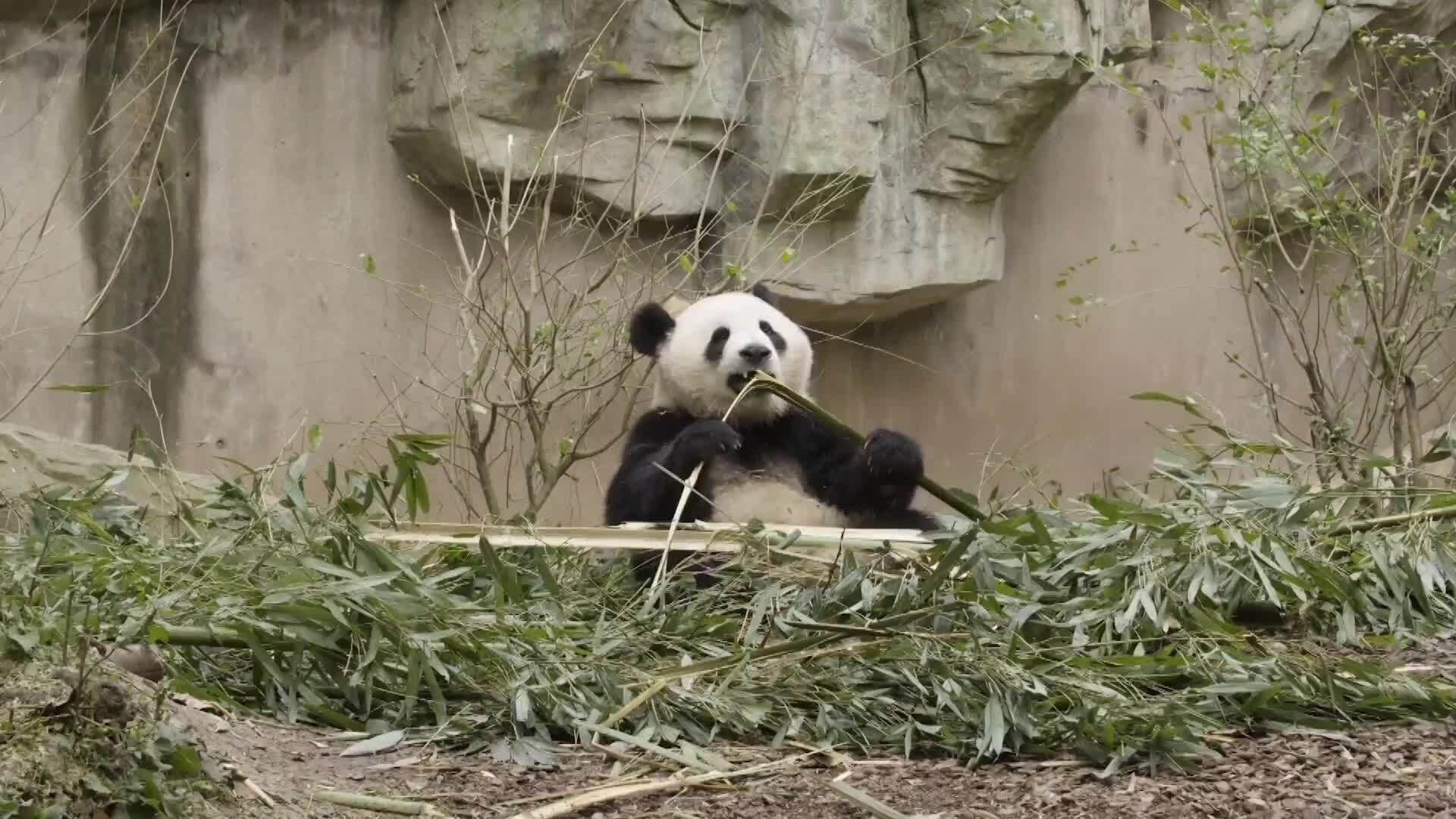 Final call for two giant pandas! Jin Xi and Zhu Yu munch bamboo ahead ...