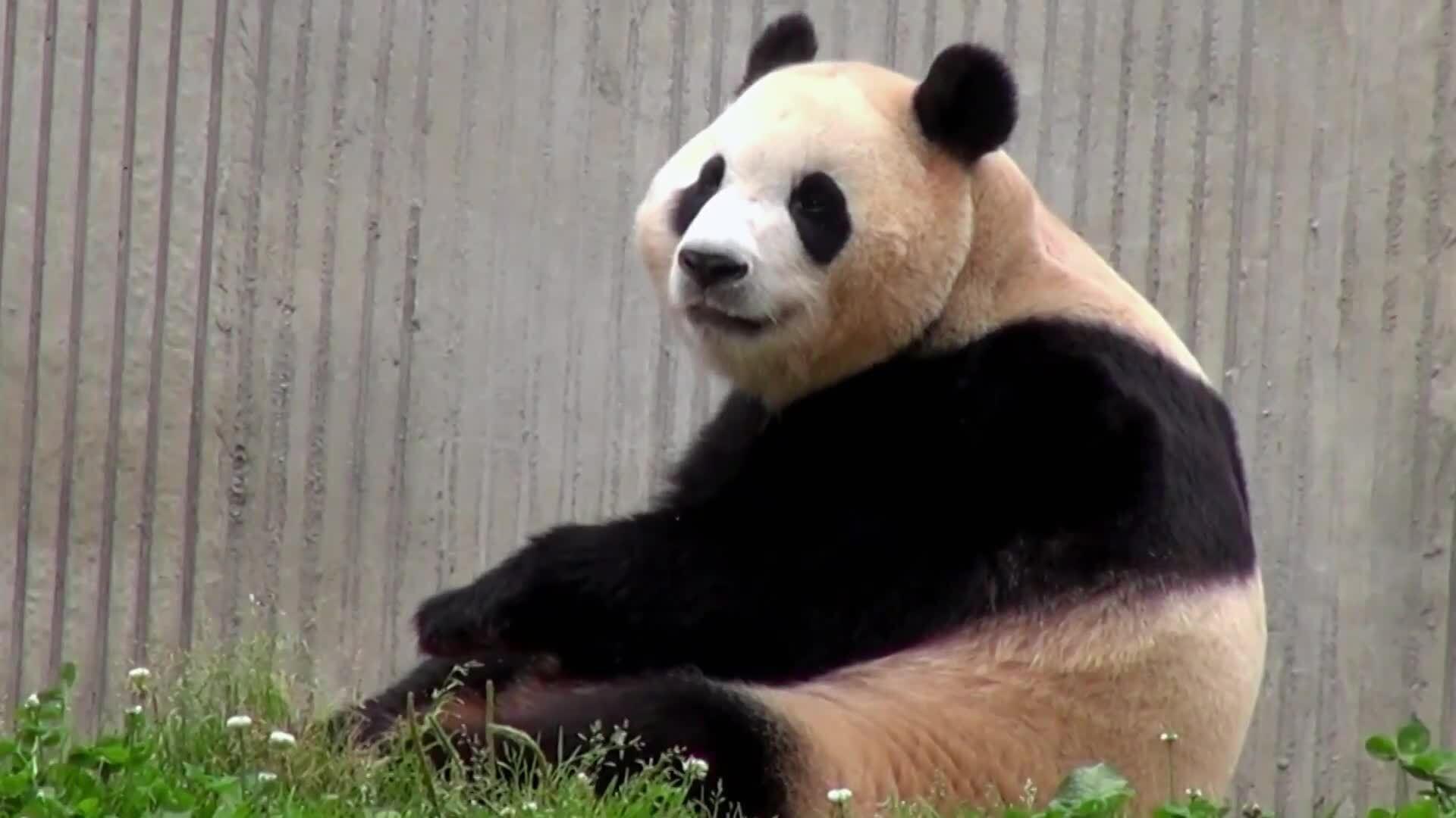 Fu Bao fever! Locals welcome Korean-born panda back to China with open ...