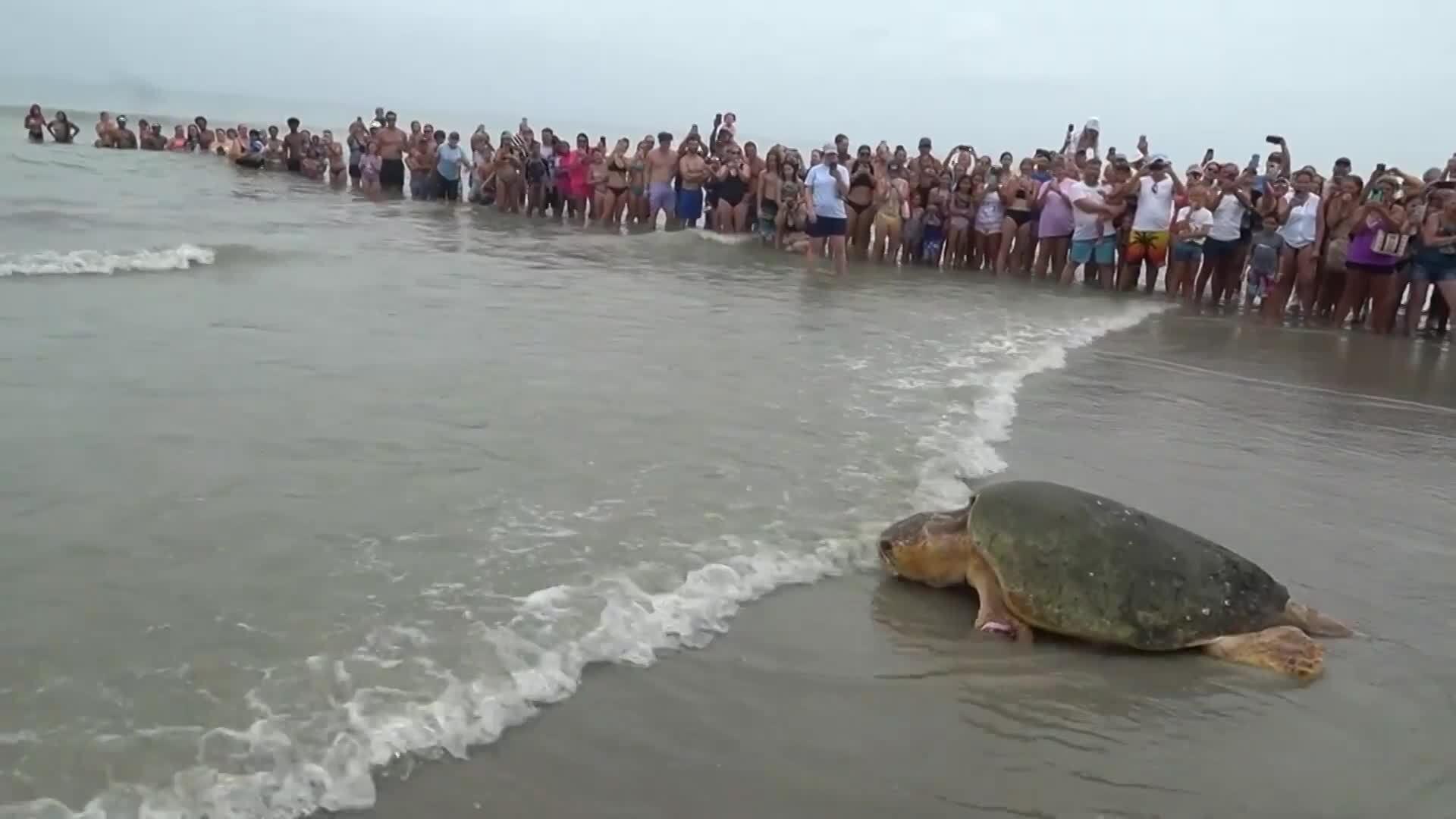 'Bubba, you can do it!' - 375-pound turtle makes inspiring return to ...