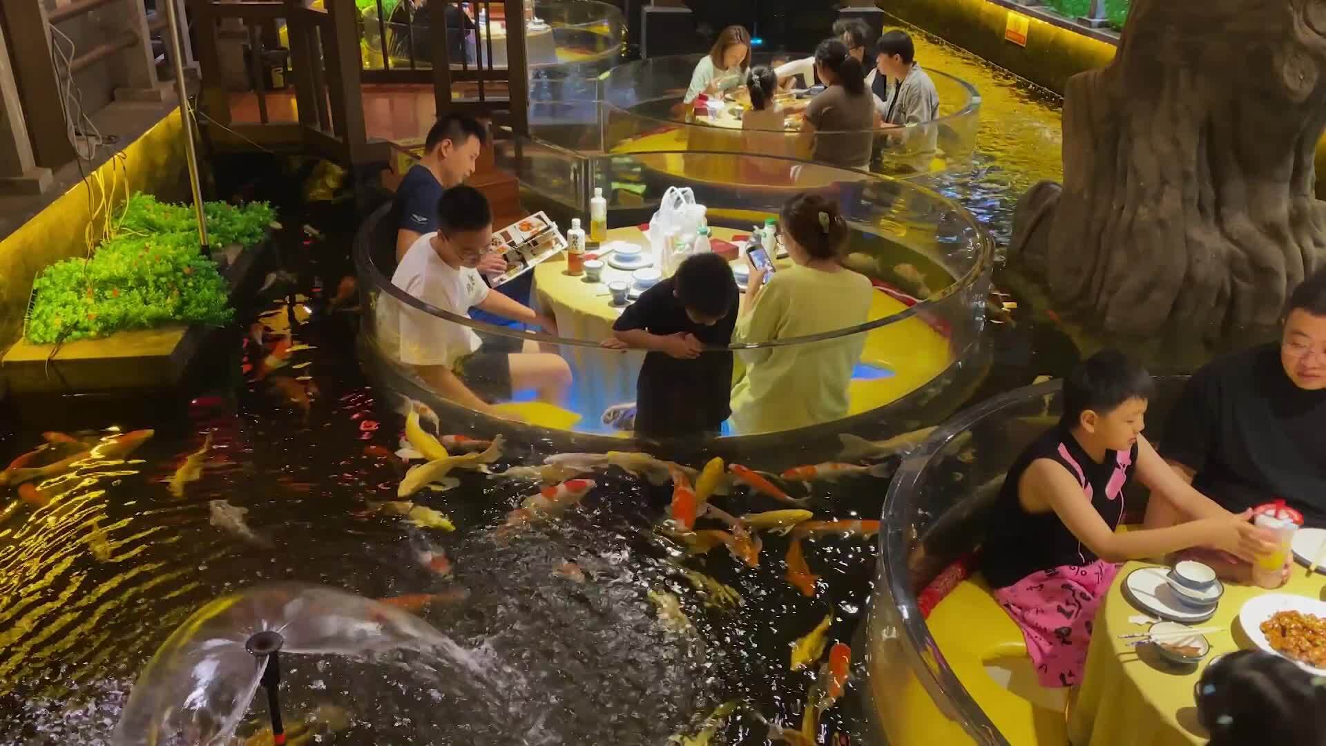 Dining with the fishes! Hebei restaurant sees Koi carp 'waiters' swim ...