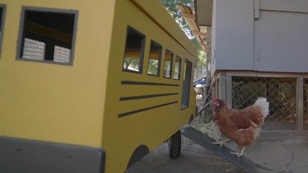 World's smartest chicken! Canada's 'Lacey' goes viral with Guinness ...