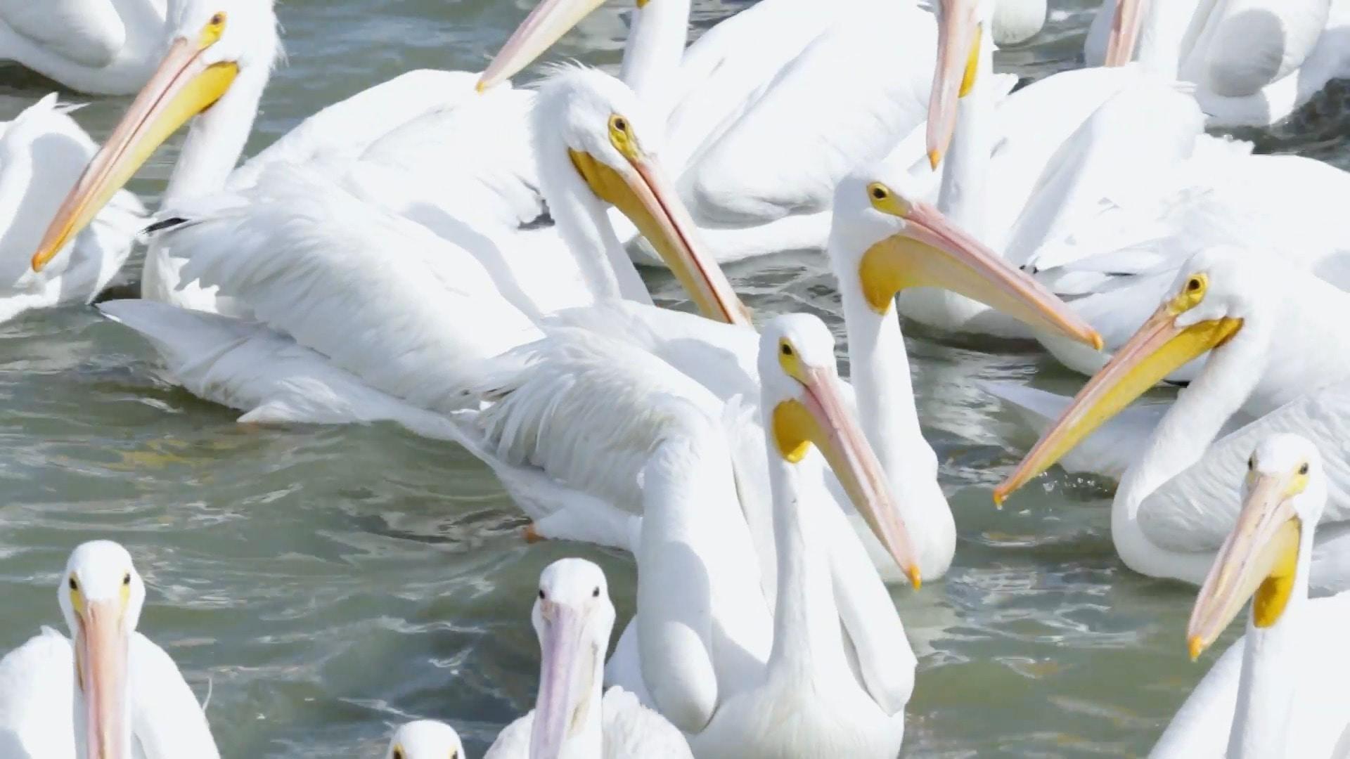 'Natural and magical show' - Canadian pelicans flock to Petatan town in ...