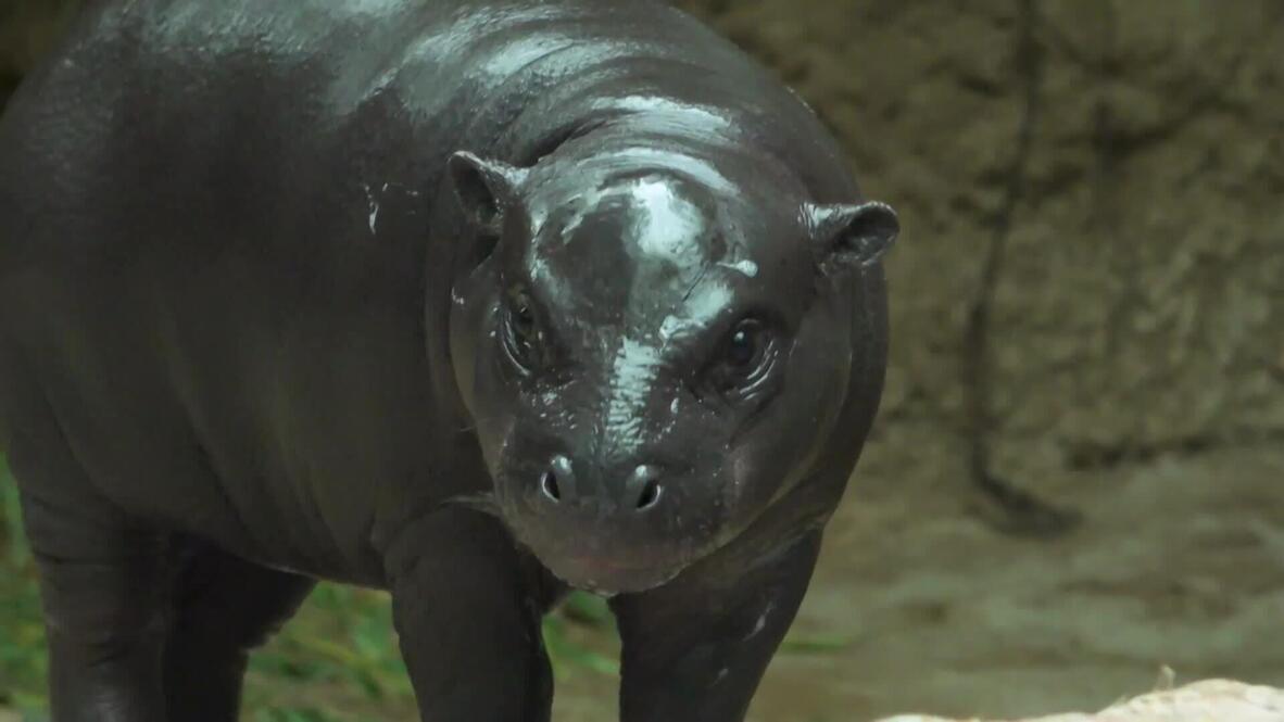 Hello Toni! West African pygmy hippopotamus named after footballer ...