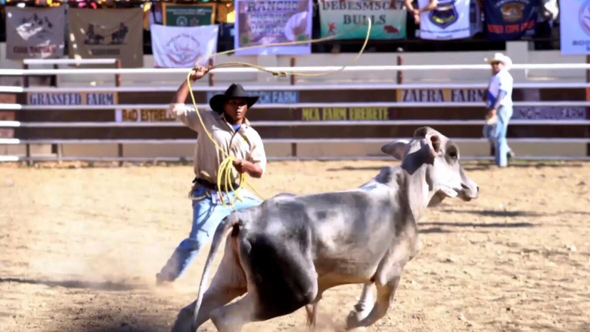 Cow-abunga! - Masbate ranchers saddle up for annual Philippine cattle ...