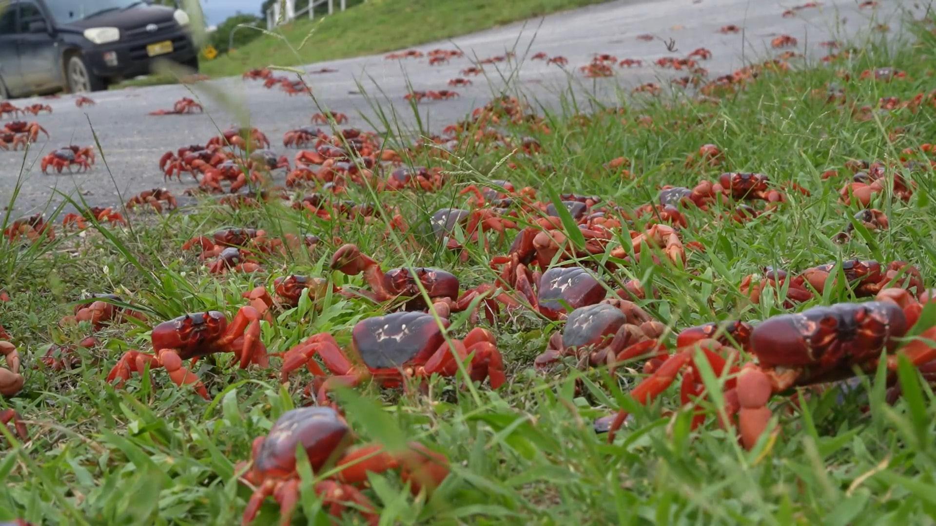 Crimson tide - Over 100 million red crabs paint Australia's Christmas ...