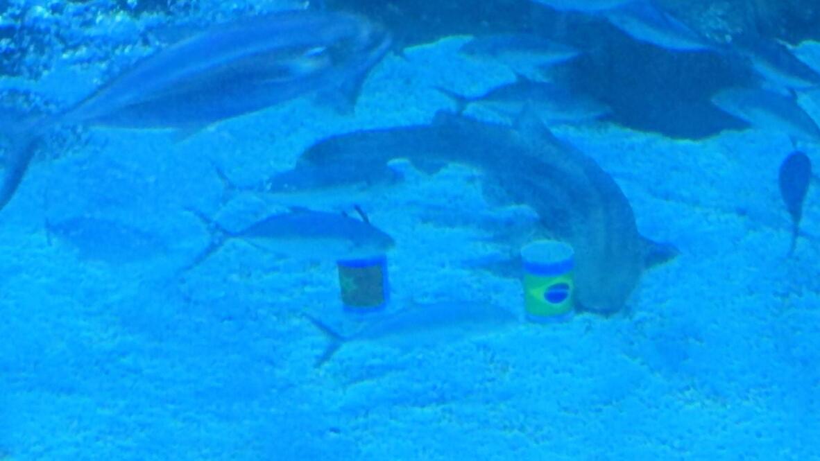 You can tank on it! - Rio's oracle shark predicts Brazil victory in ...
