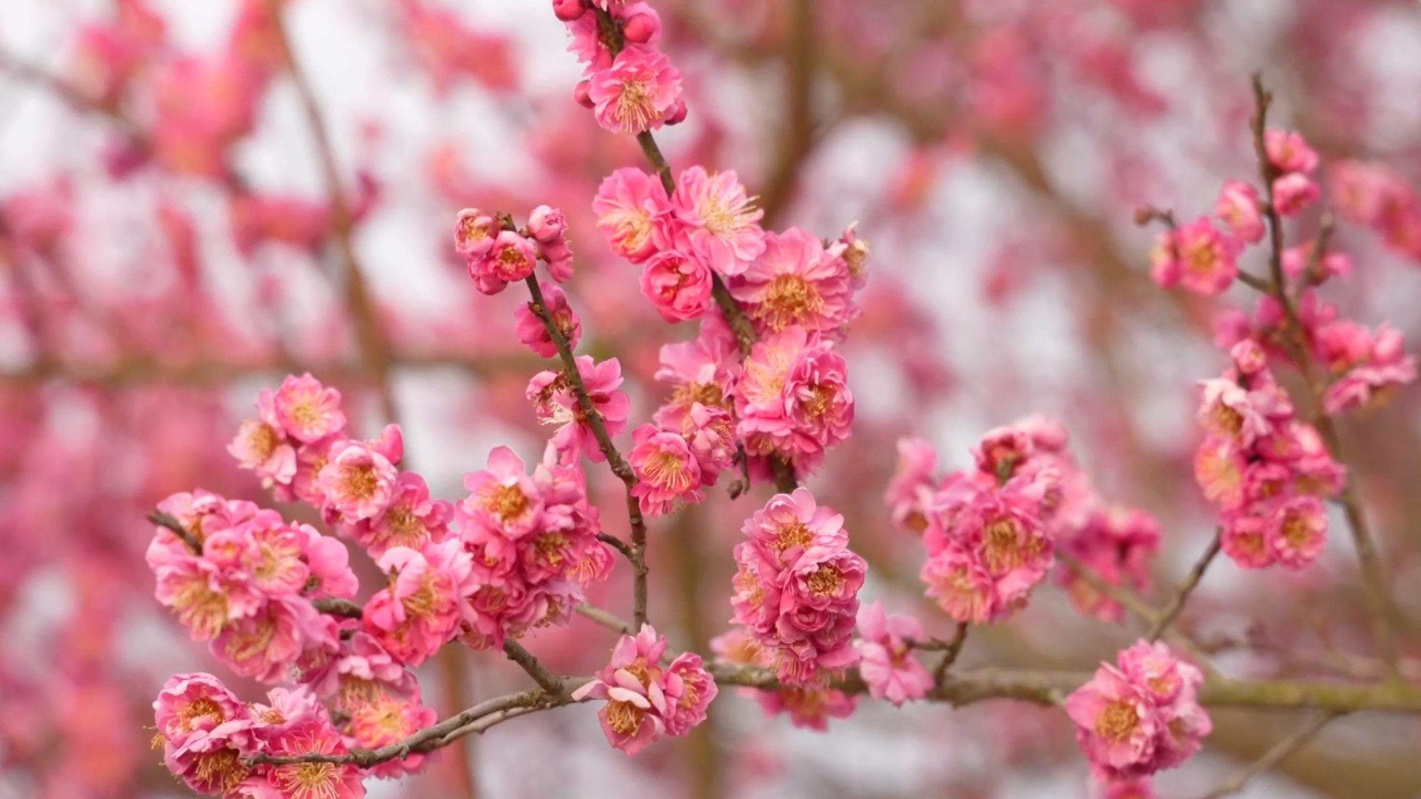 Catch the blooms! Visitors flock to China's largest plum garden as ...