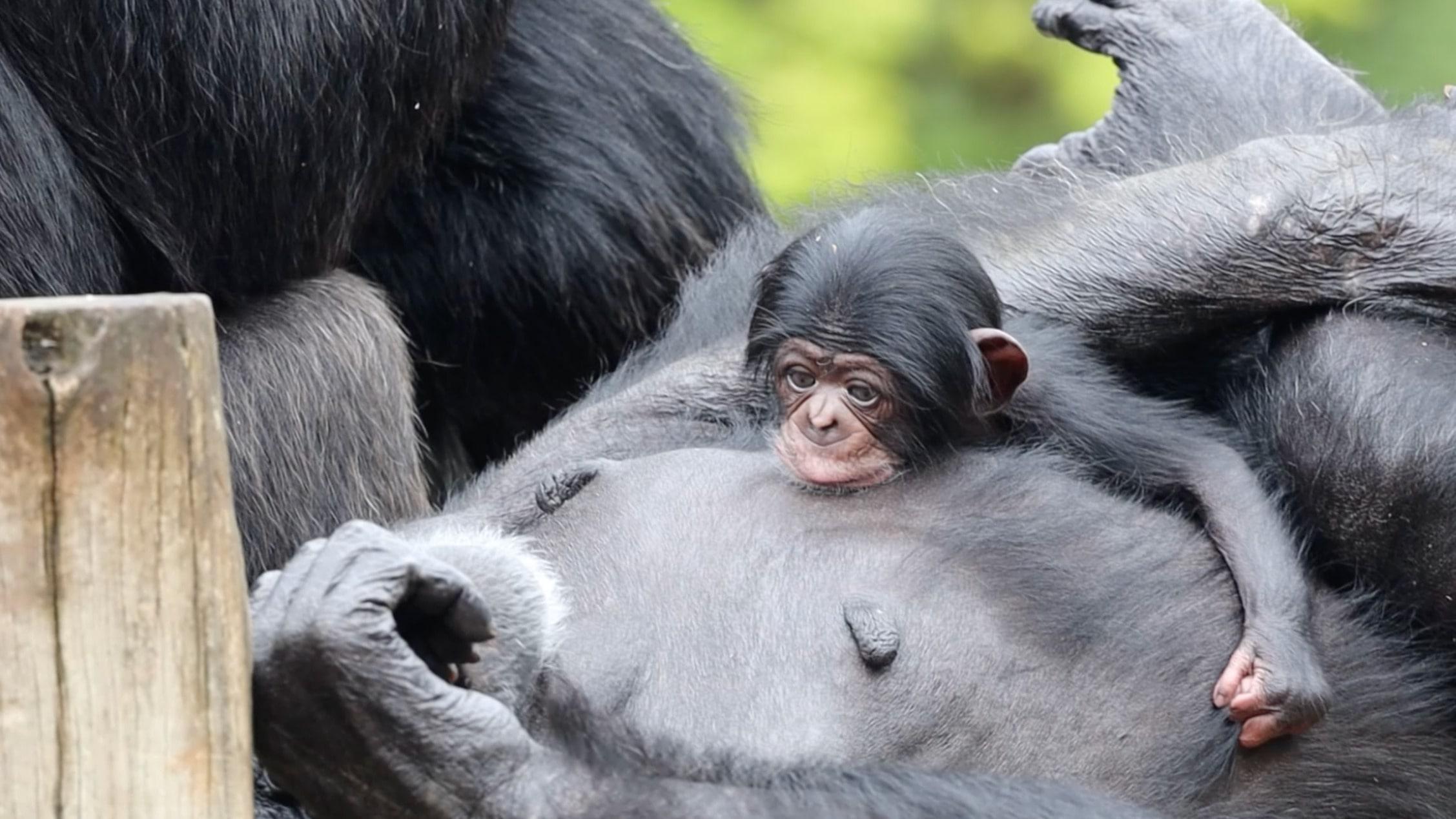 Going ape! - Sao Paulo Zoo launches public vote to name newborn male ...