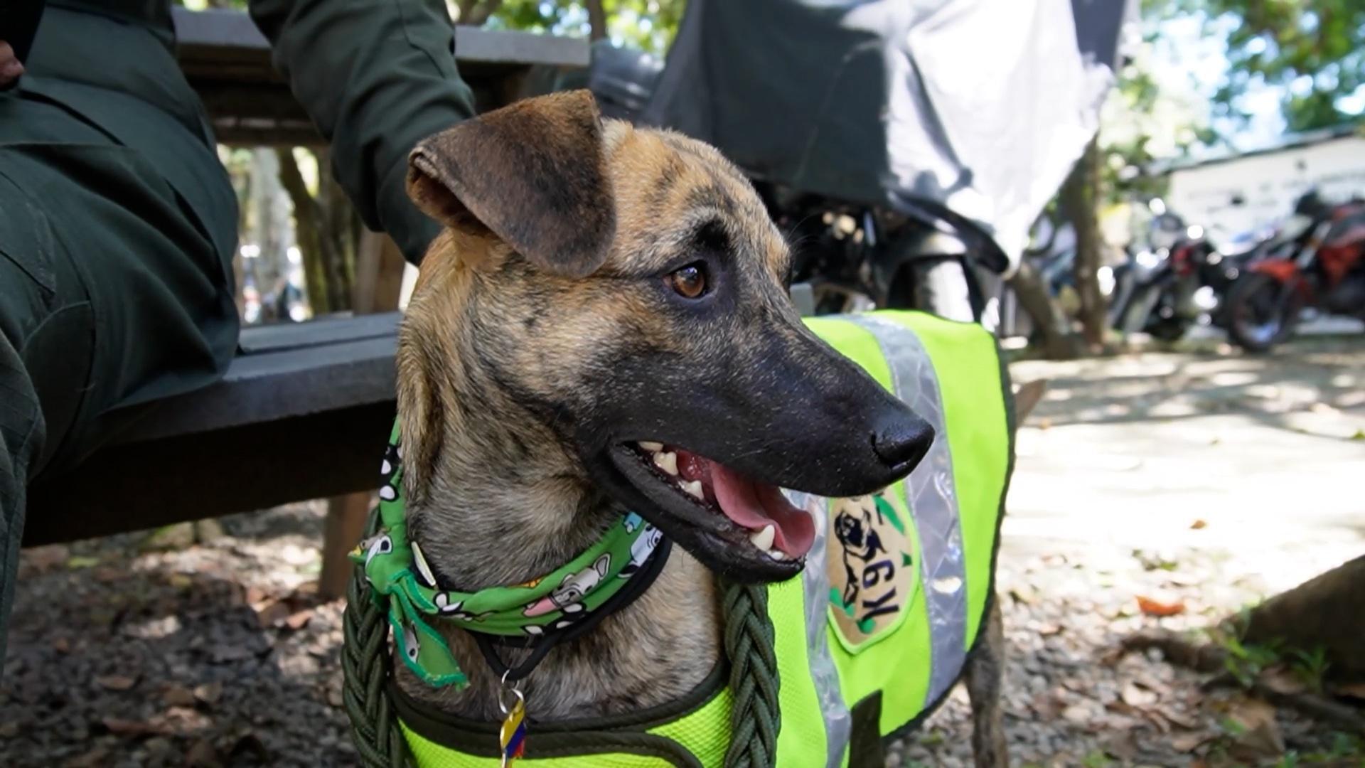 Sniffing out the bad guys! - Colombian dog saved from animal abuse ...