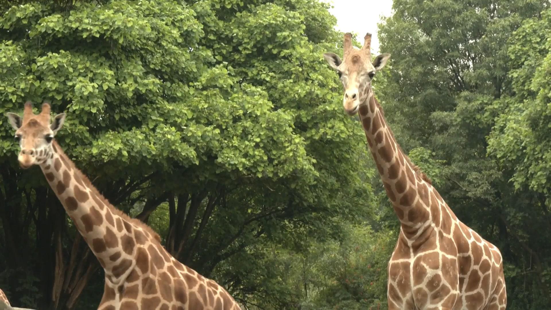 'Fabulous and fantastic species' - Newborn giraffe 'Jabari' joins Mexico City zoo's growing herd ...