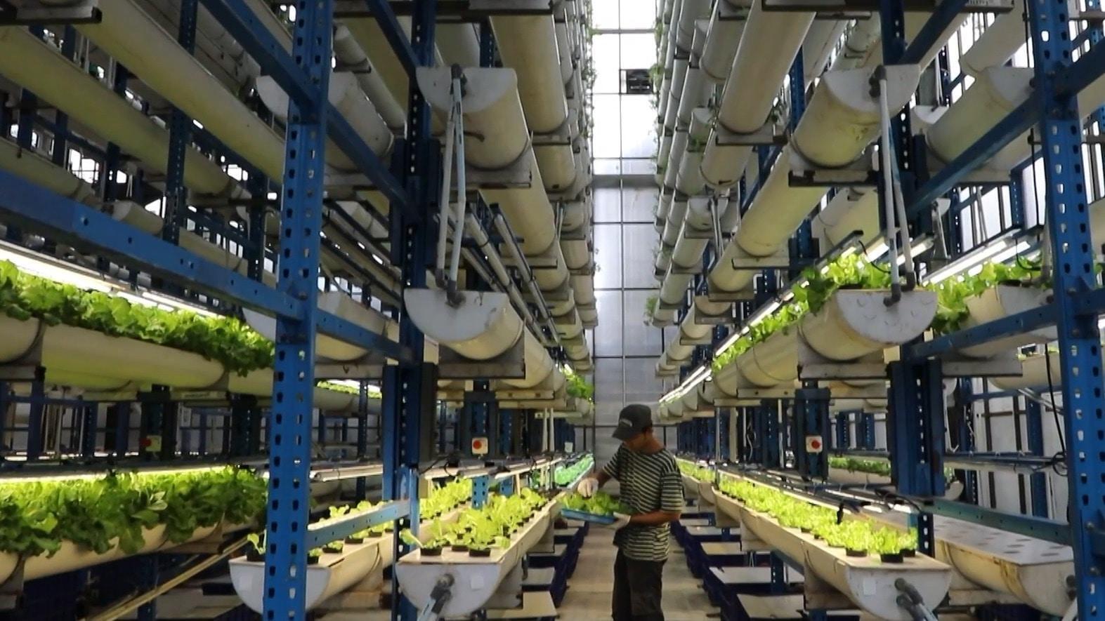 Gardening uphill - Vertical farm in Jakarta delivers breakthrough ...