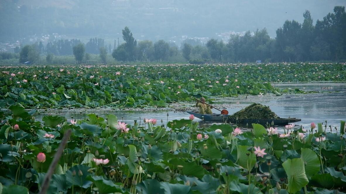 Back in bloom - Lotus comeback breathes life and hope into Kashmir’s ...