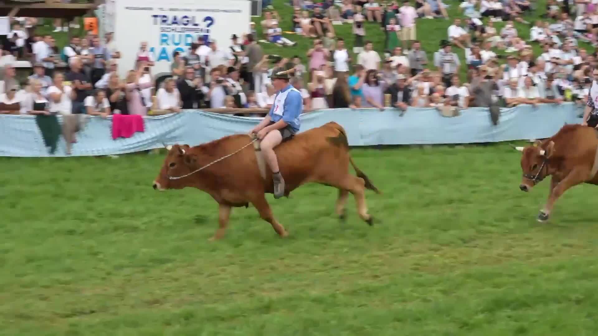 Thundering return! Ox racing back in Bavarian village as huge crowds ...