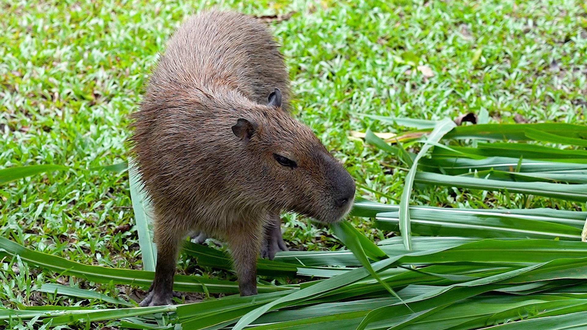 Rodent redemption! Colombia steps up rehabilitation efforts to protect ...