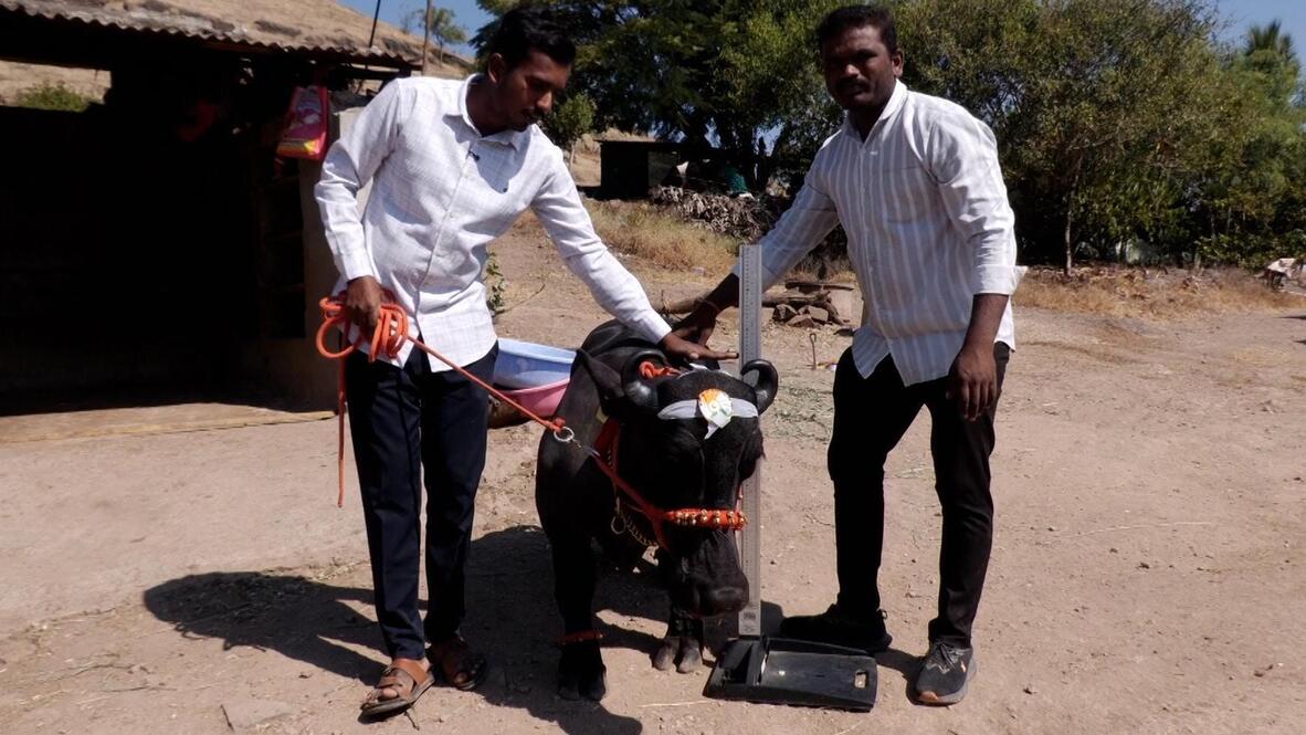 Reaching new heights! World's smallest water buffalo steals show in ...