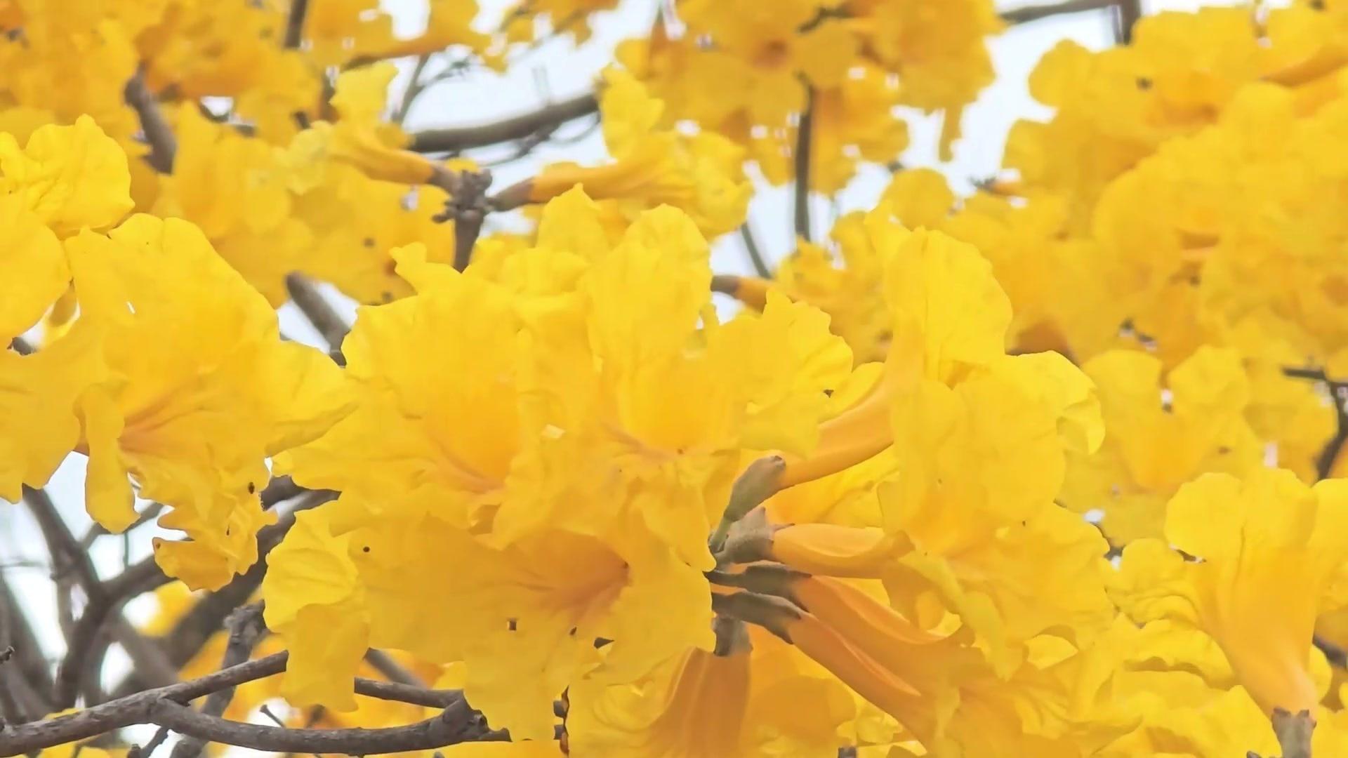 Yellow season - Guayacan trees burst into bloom, turning Peru's dry ...