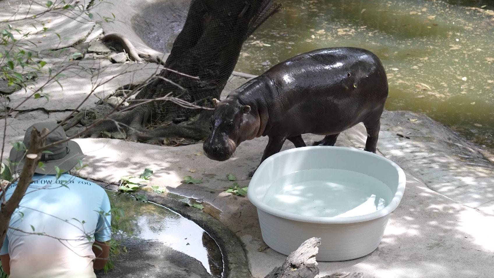 Happy birthday, Moo Deng! - Viral pygmy hippo turns 1, draws crowds to ...