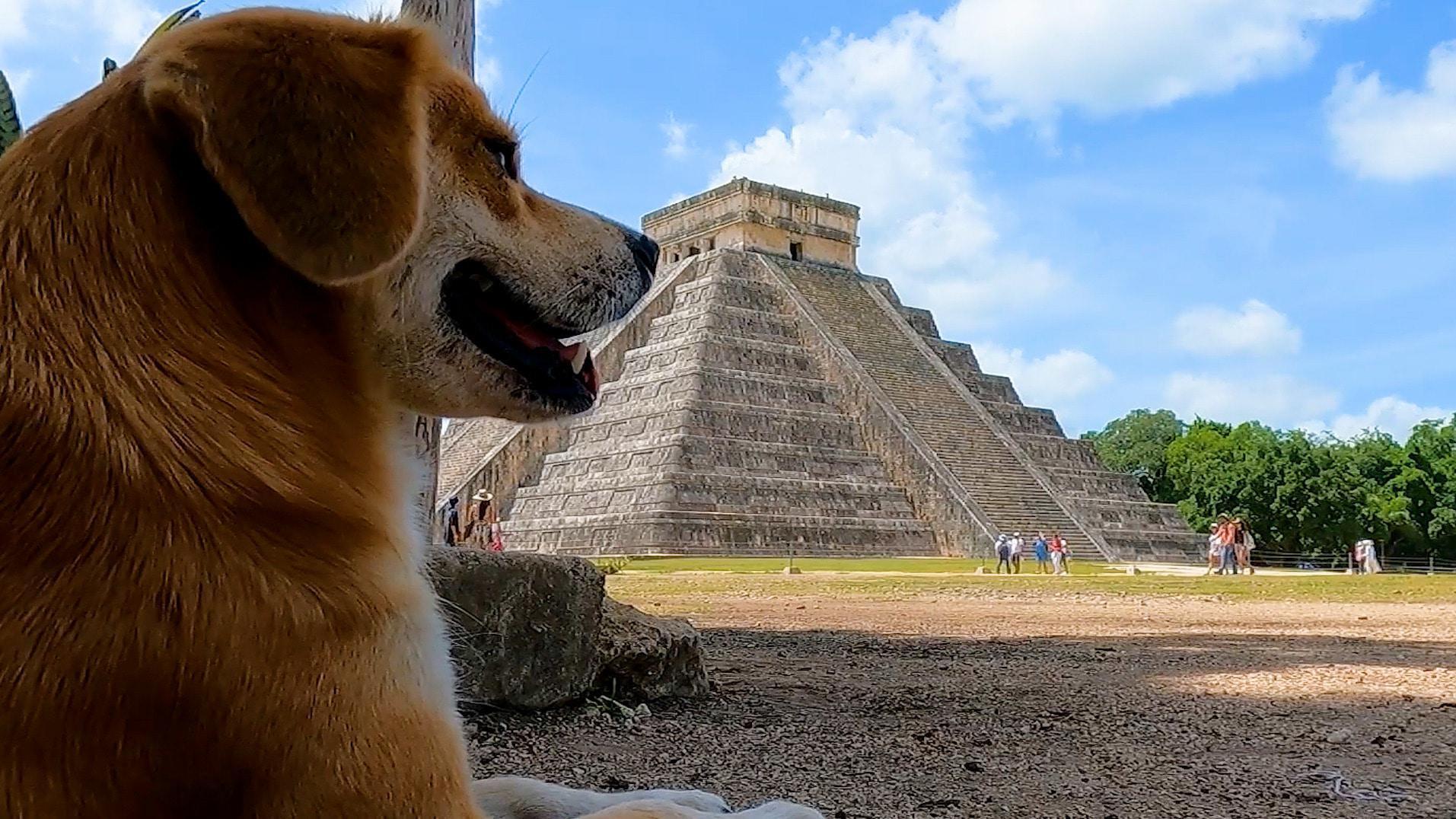 Paw patrol! Beloved stray dogs become guardians of Mexico's iconic Chichen Itza | Video Viory
