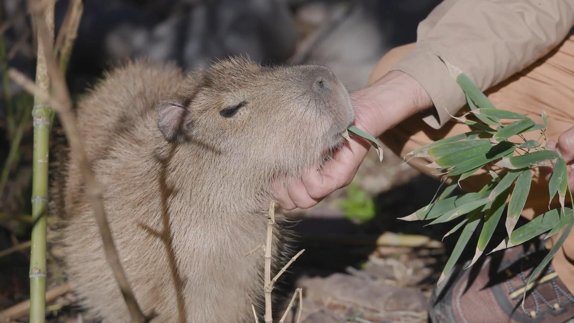 Capy-tivated! Chileans flock to Santiago Zoo’s Capybara Fest to meet ...