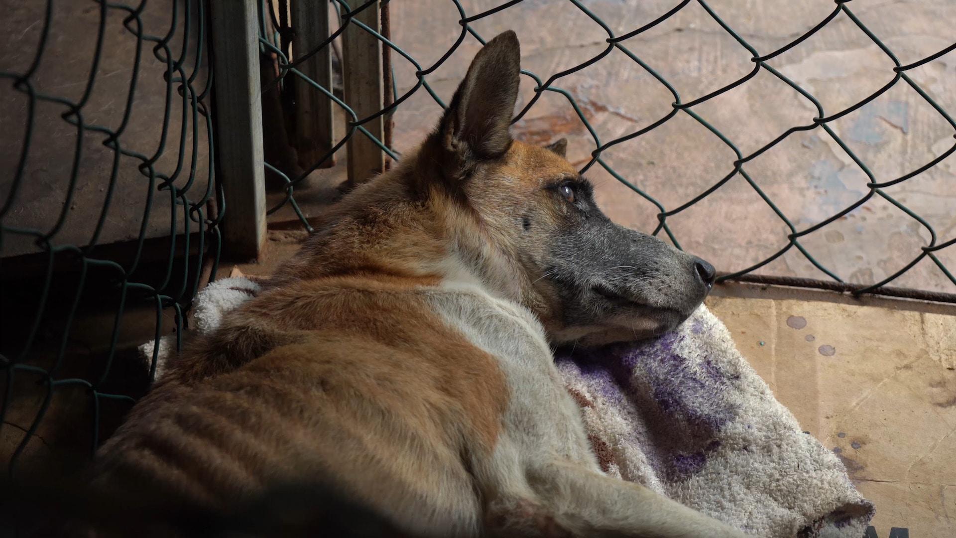 Round of a-paws! Animal shelter in Usulutan gives first aid to ...