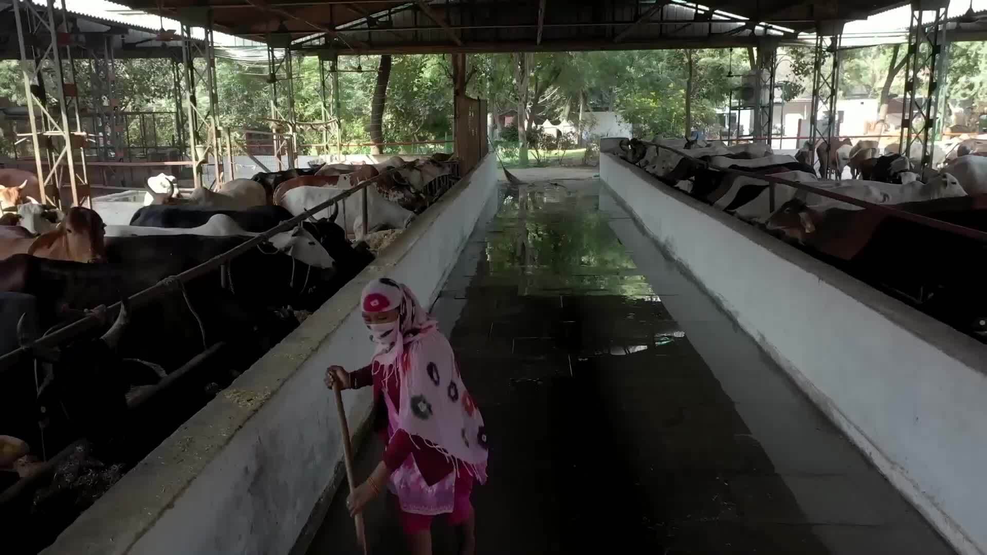 Moo-d lighting! Cow shelter makes eco-friendly lamps from animal dung ...