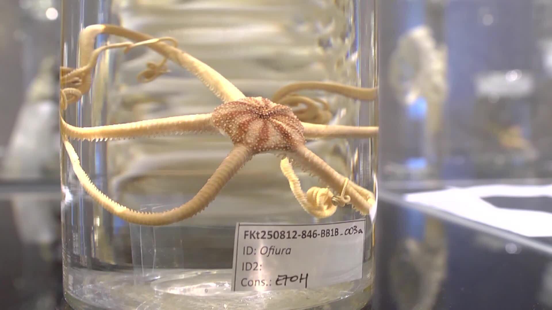 Deep-sea discoveries! Montevideo Museum unveils ocean finds, 30 ...