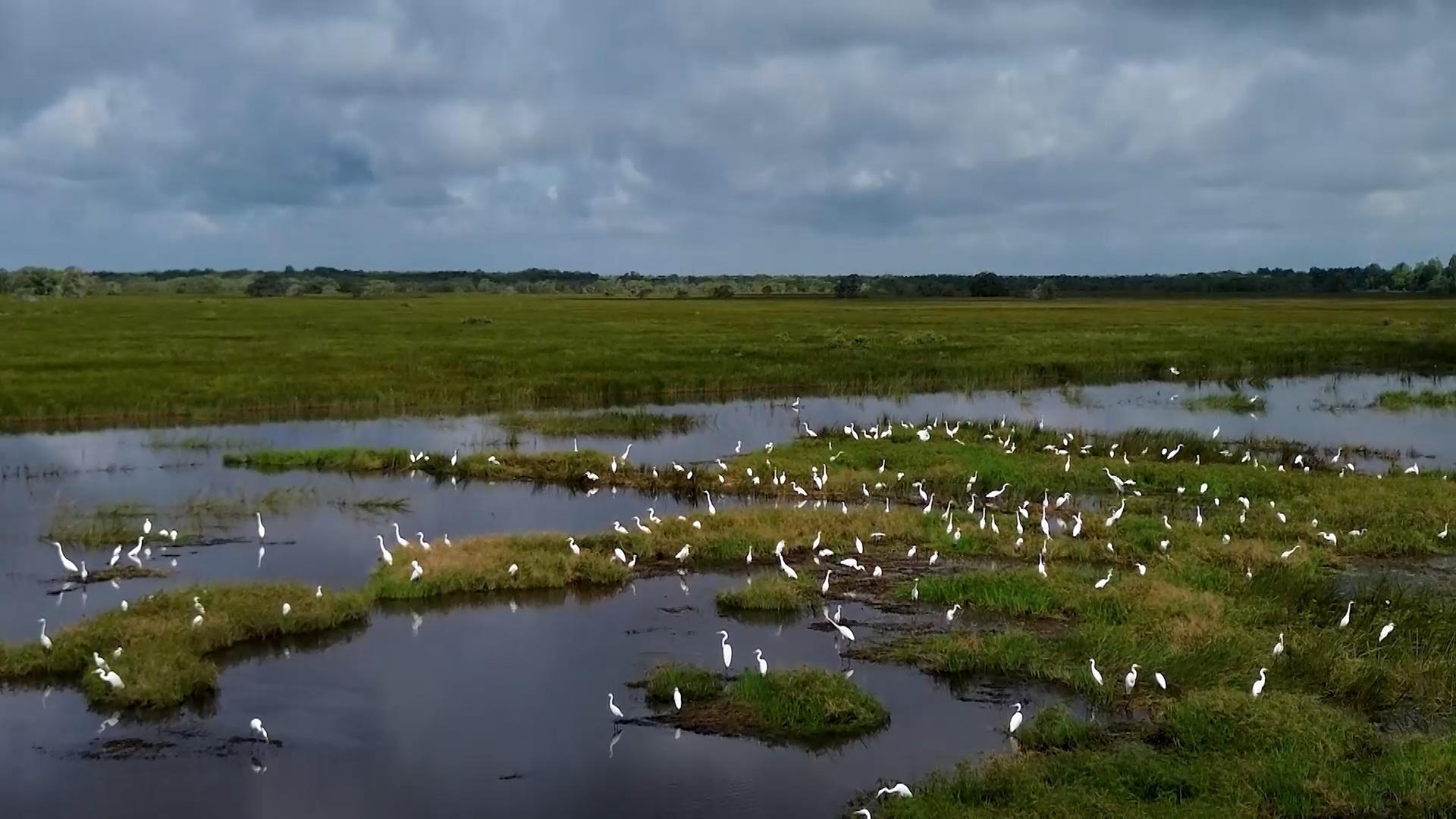 'Kingdom of birds and water flowers' - Flood season unveils watery ...