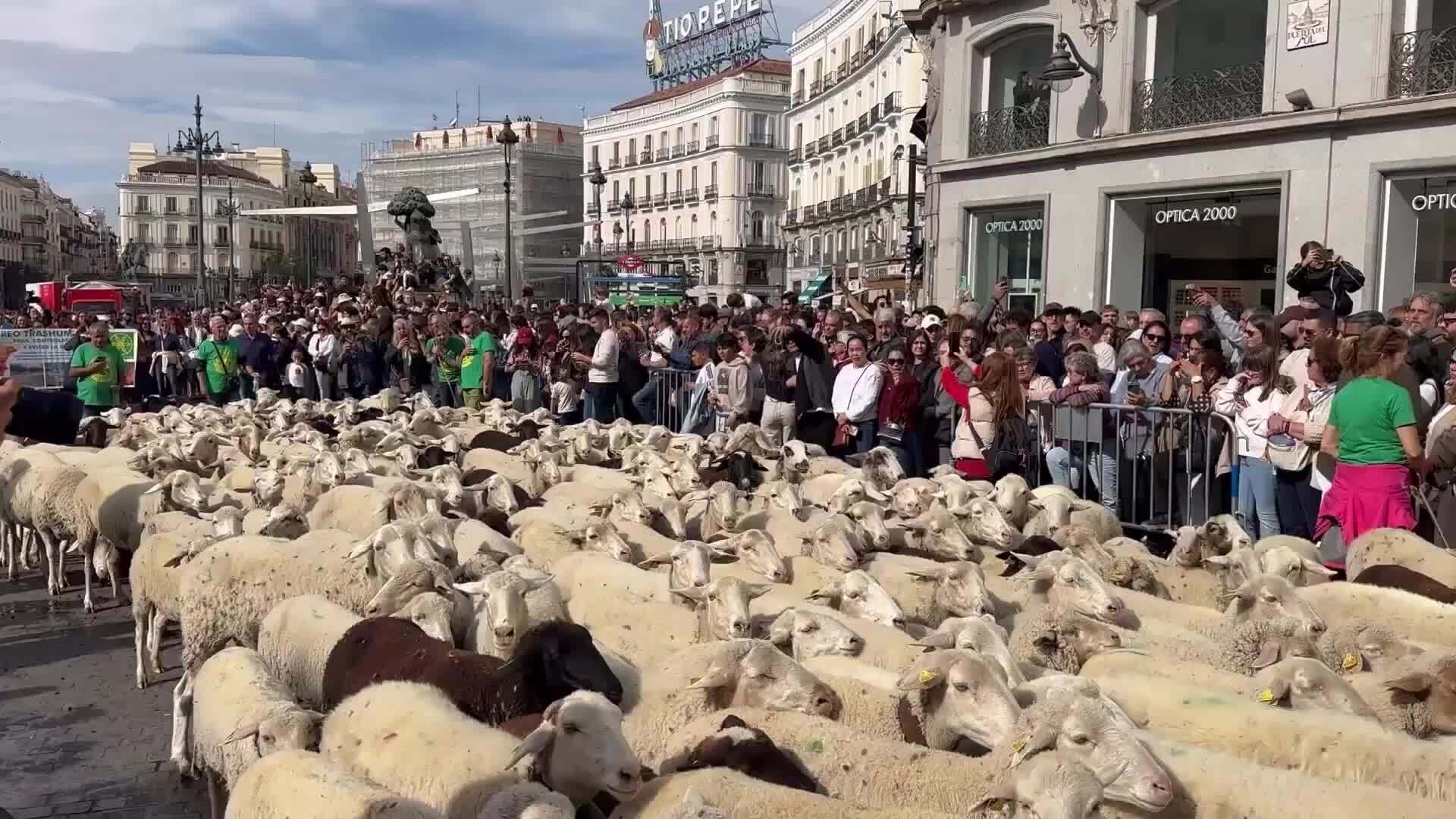 Baa-ck in town! Hundreds of sheep flock through Madrid's city centre in ...