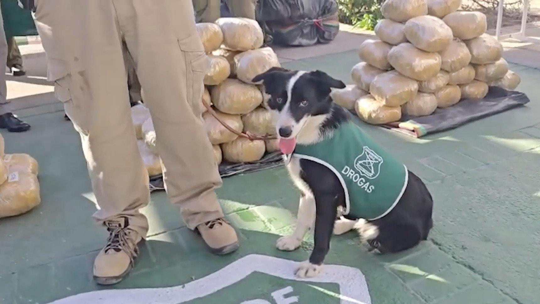 '3 million doses for sale' - Chilean sniffer puppy ‘Spot’ finds more ...