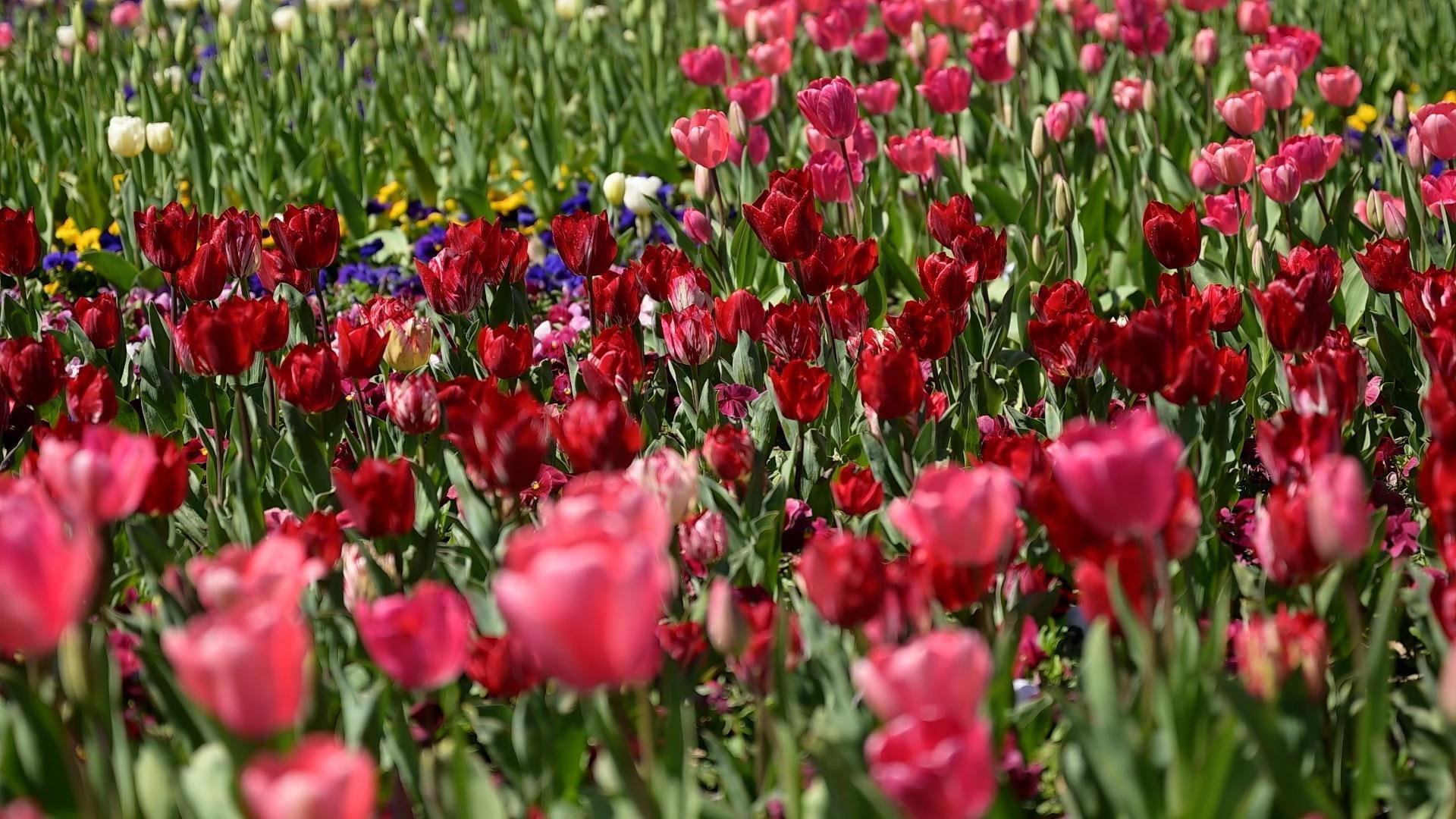 Tulips takeover - Canberra drenched in colour as Floriade festival ...