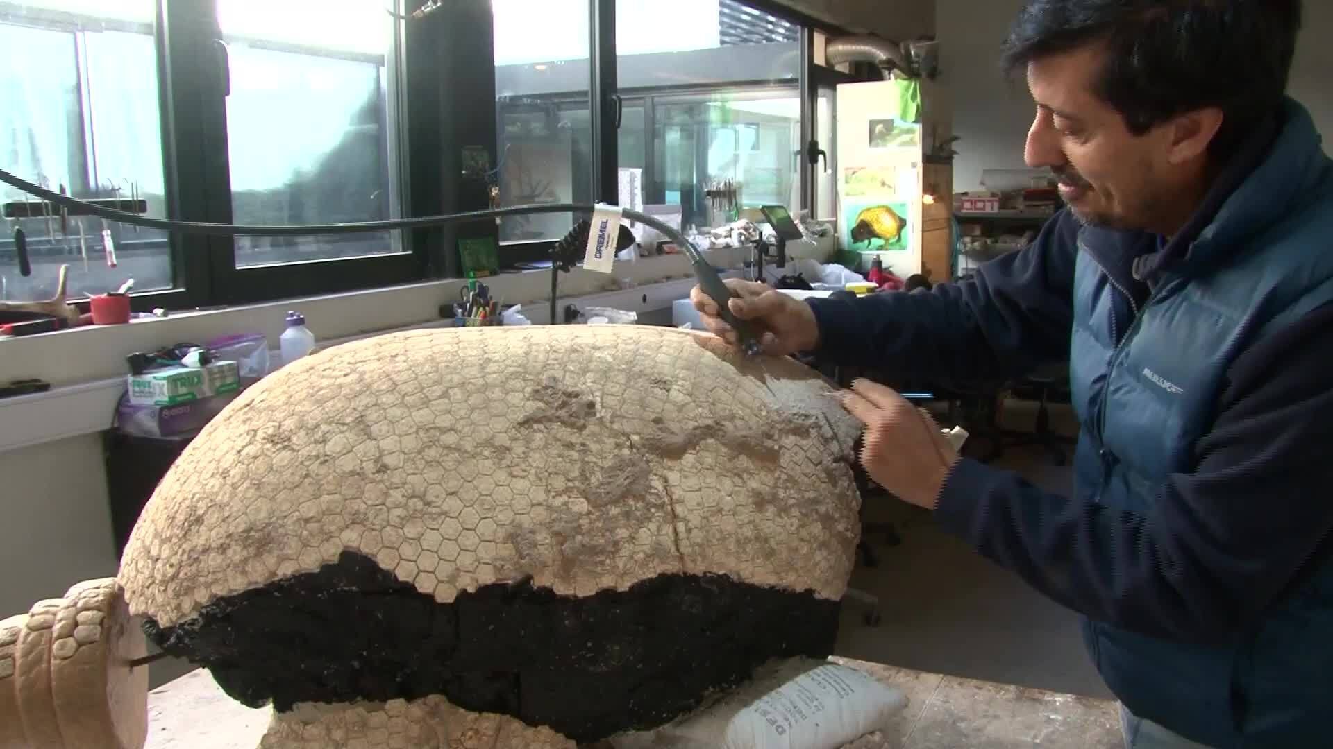 Shell of a find! Stunningly preserved 10,000-year-old baby 'armoured ...