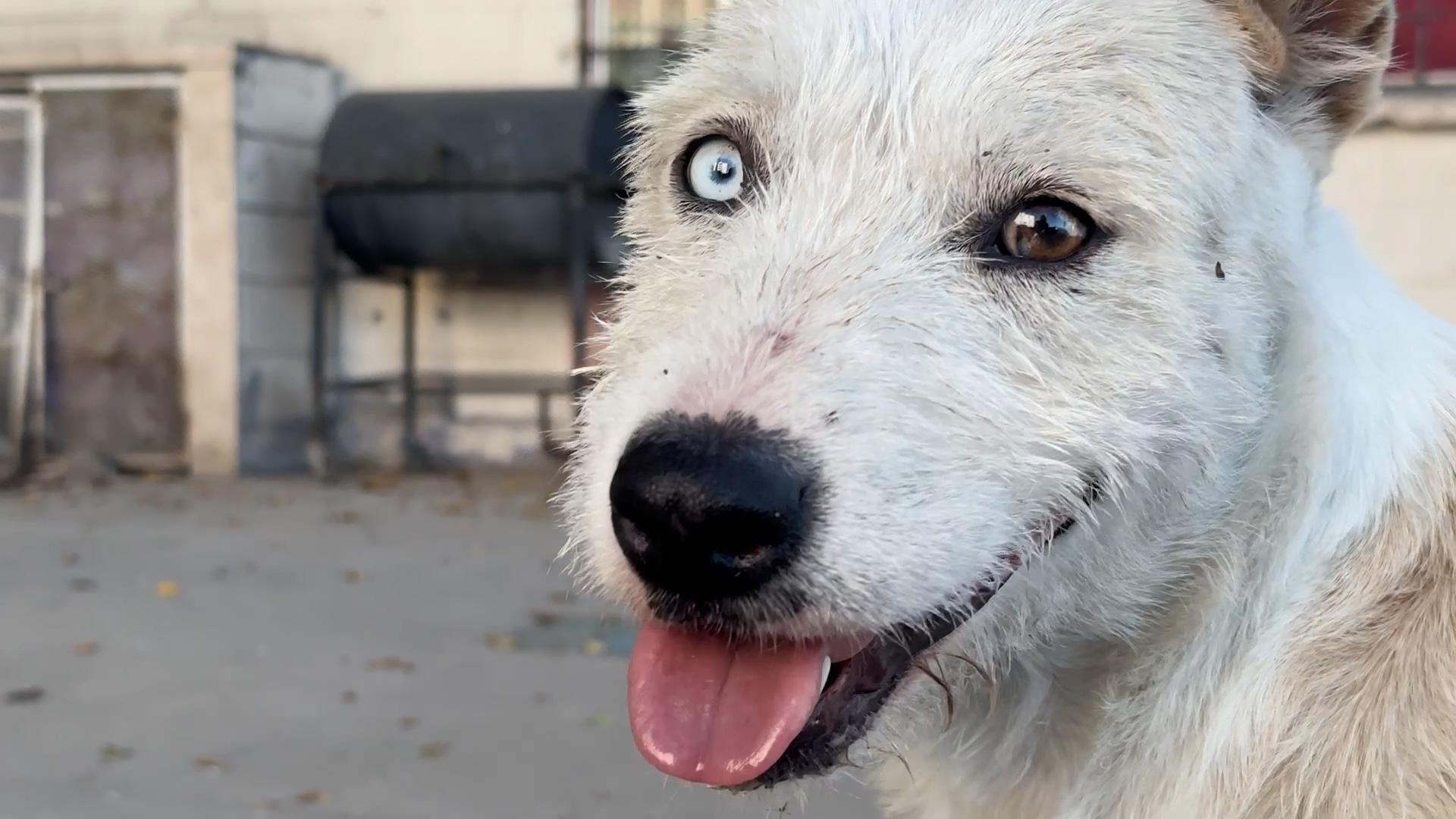 Fill it up Fido! Stray dogs get second chance and unlimited snacks at ...