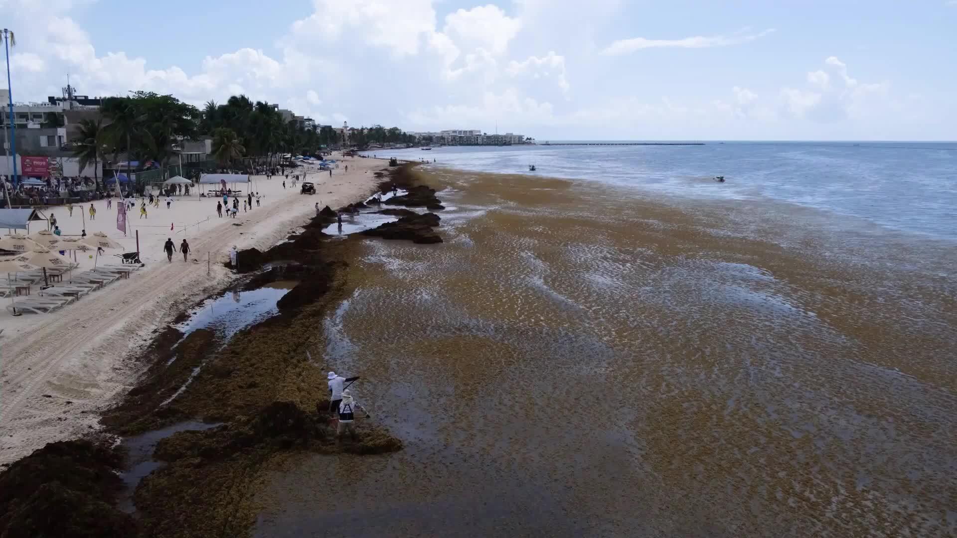 Record levels of rotting sargassum seaweed swamp Cancun beaches | Video ...