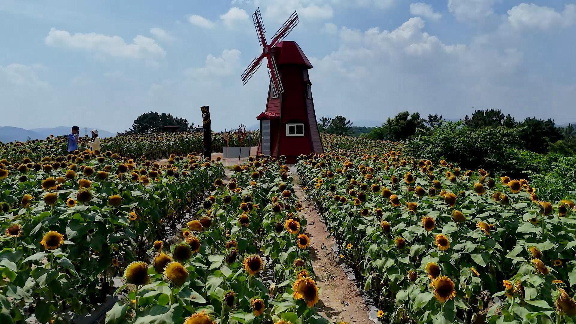 Fields of gold! South Korean sunflower festival draws hundreds to Haman ...