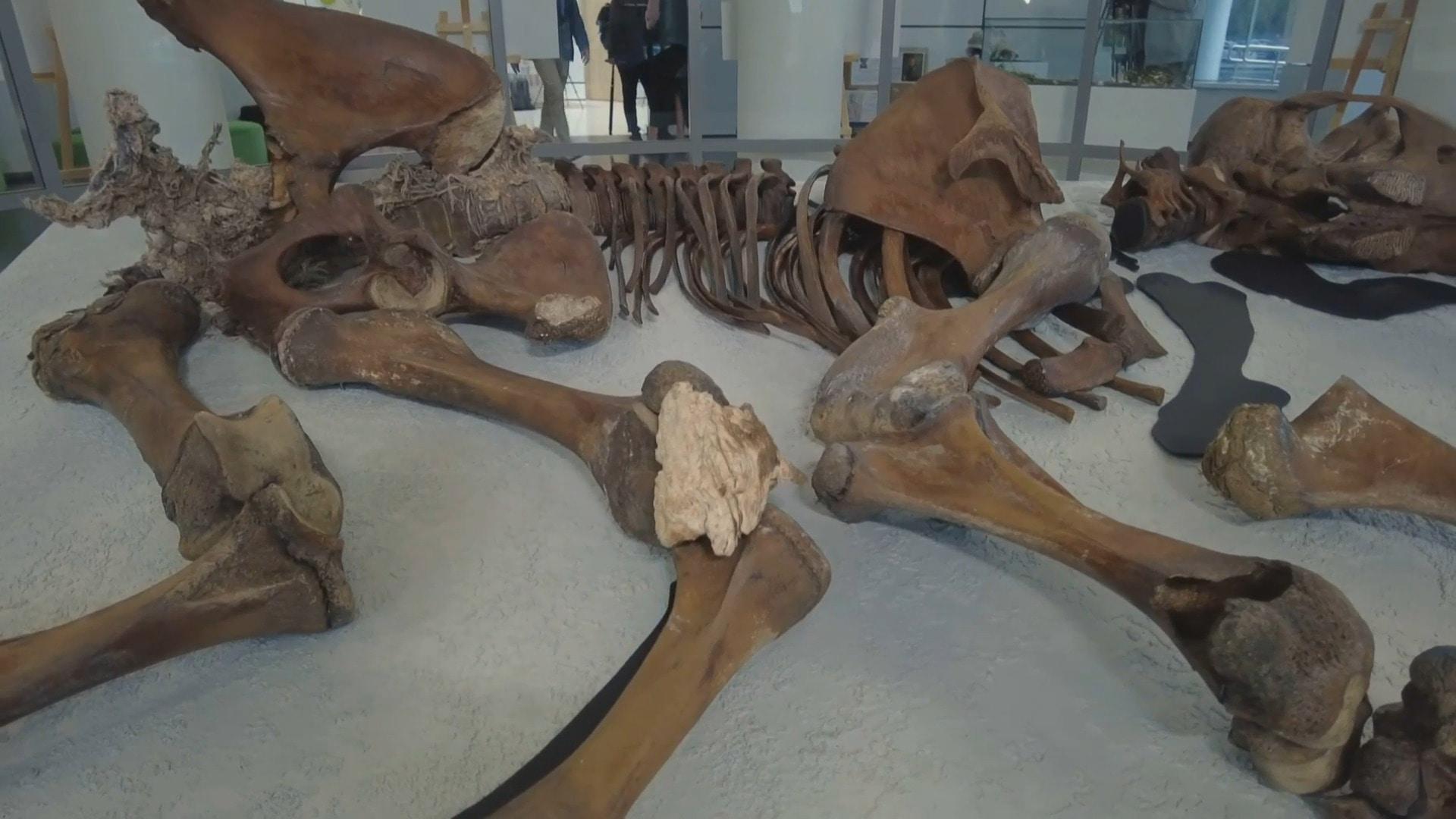 Mammoth task! Russian experts reveal 44,000-year-old giant after ...