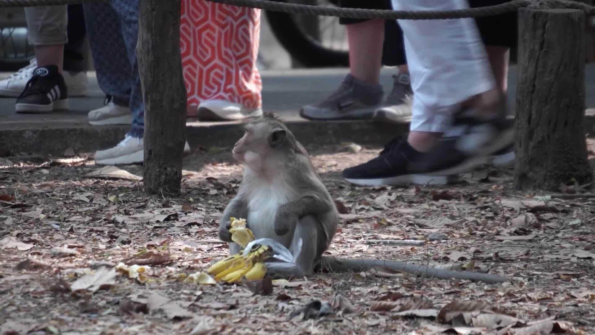 ‘They became aggressive’- Cambodian authorities warn against feeding ...