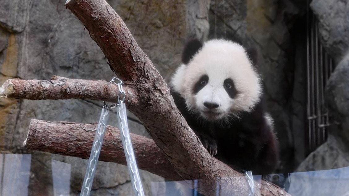Let's choose wisely! Hong Kong's panda cubs make public debut at Ocean Park as residents compete ...