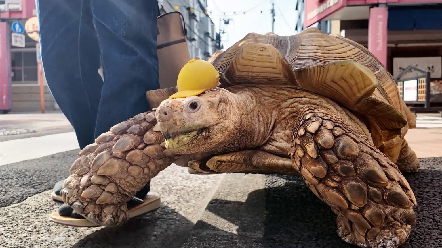 Shell yeah! Meet Dragon Ball's real-life Master Roshi and his giant ...