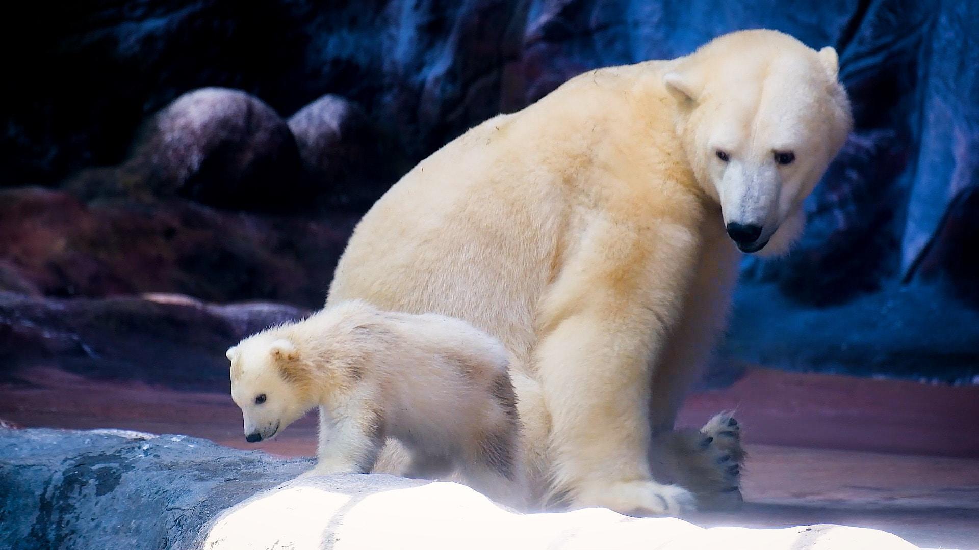 'Nature is wonderful!' - Meet Nur, the first polar bear born in Latin ...