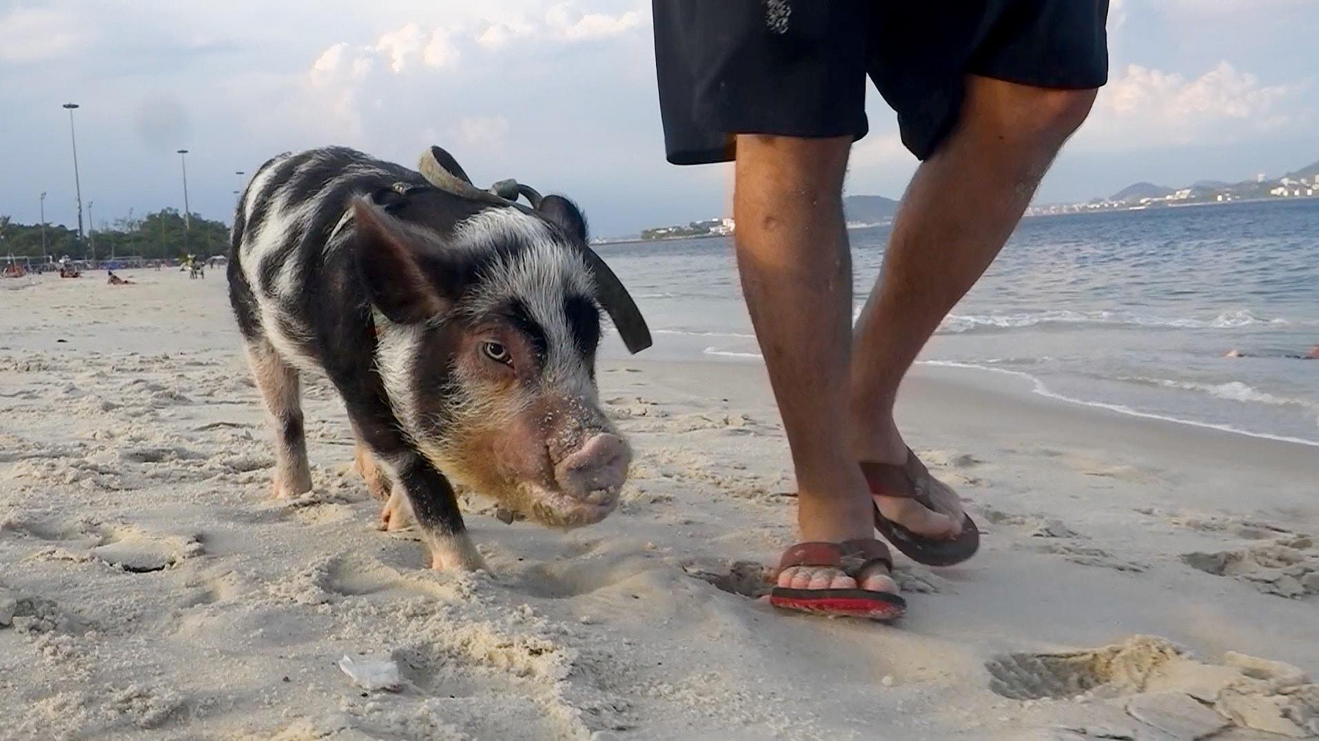 'He's as smart as a child!' - Adorable mini pig delights locals on Rio ...