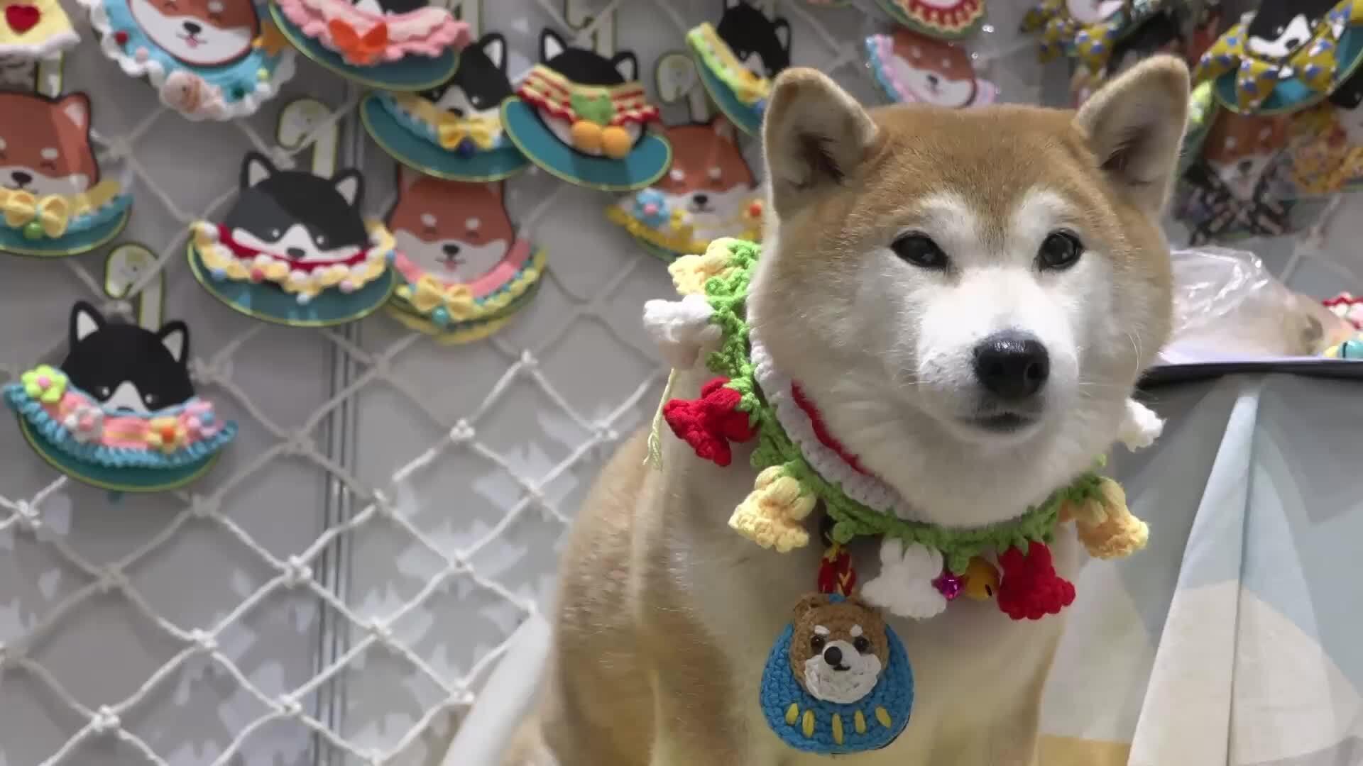 Furry friends! Largest ever Hong Kong Pet Show 2025 kicks off in Wan ...