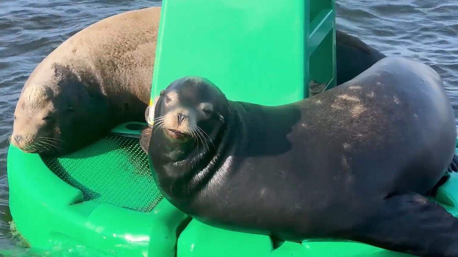 'They're dying on our coasts!' – Tijuana locals raise alarm over crisis in sea lion population ...