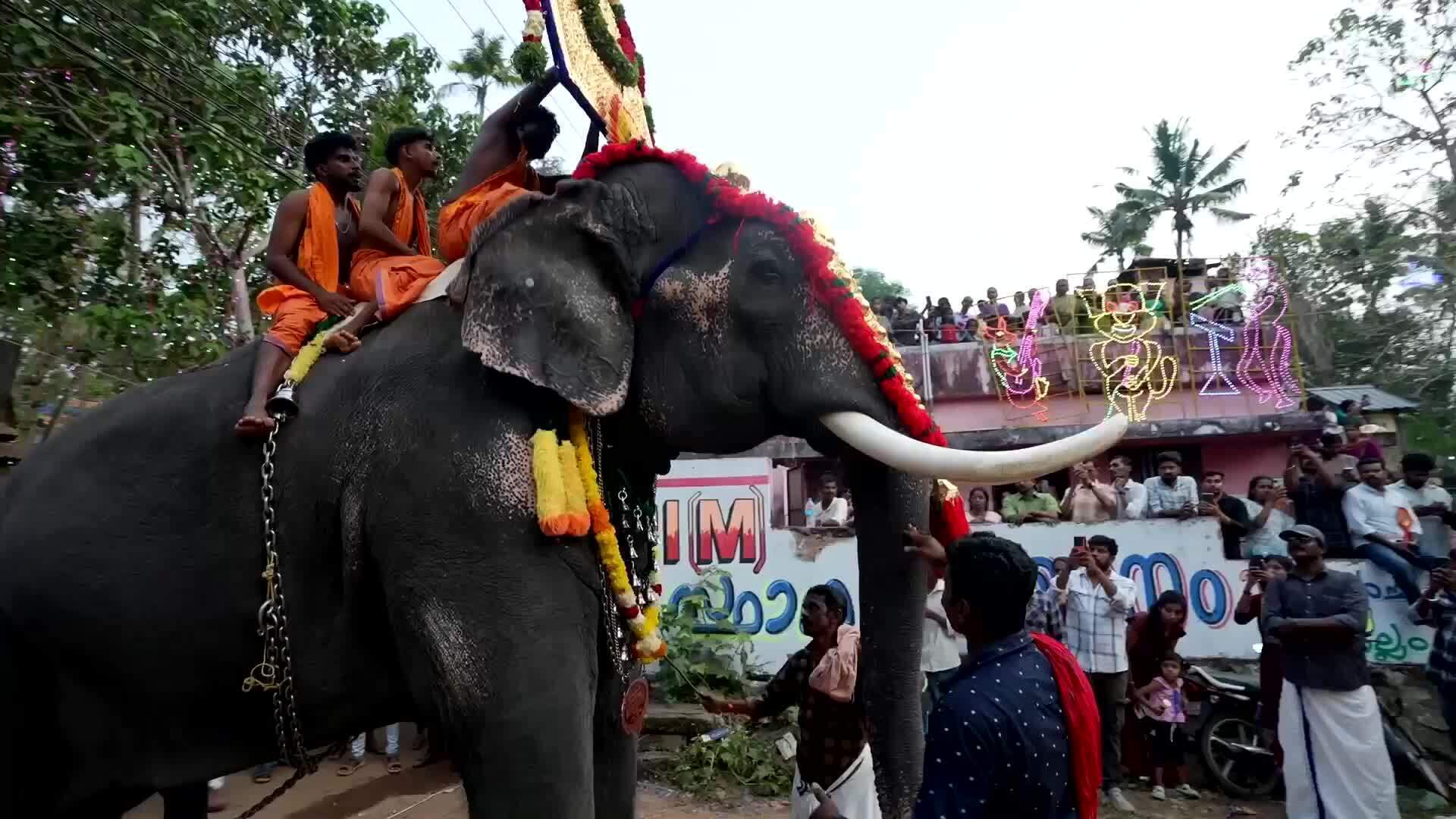 Trunk and roll! Dozens of richly adorned elephants march in India’s ...