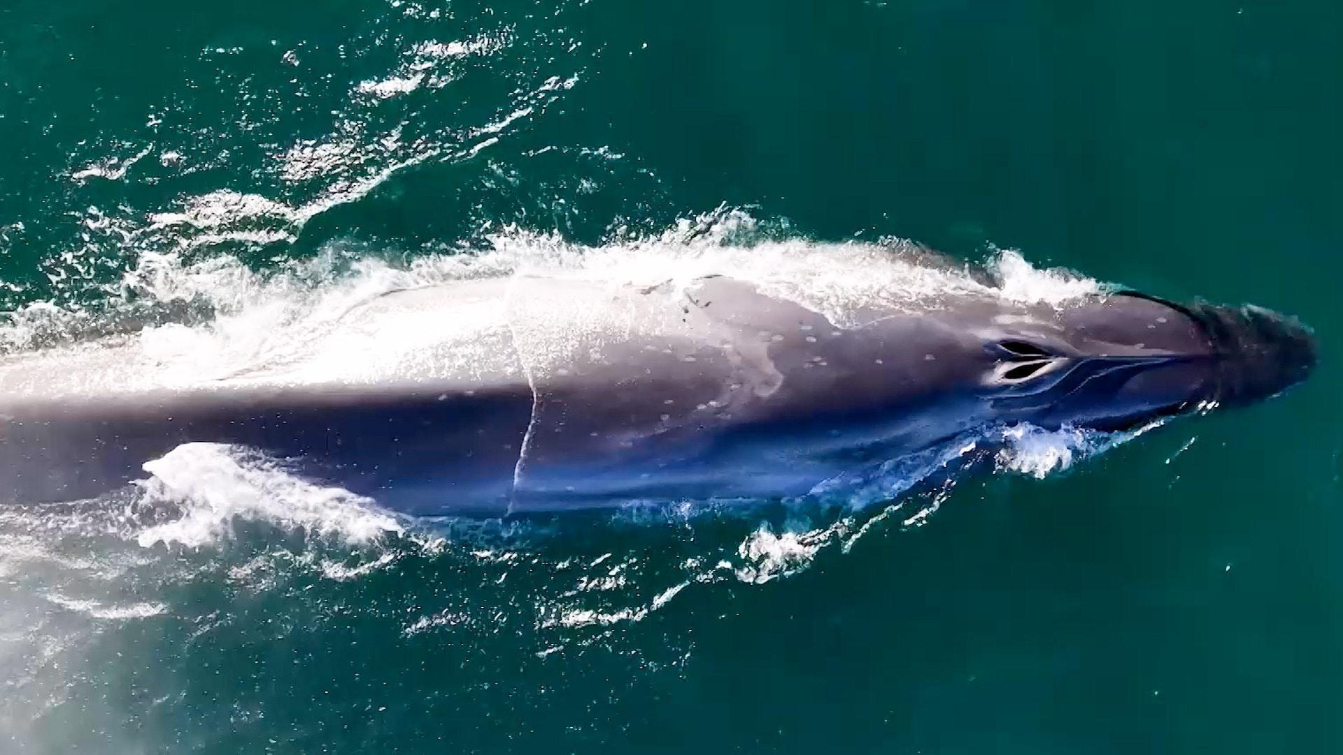 'A great surprise!' - Sei whales return to Argentine Patagonia after 100-year absence | Video Viory