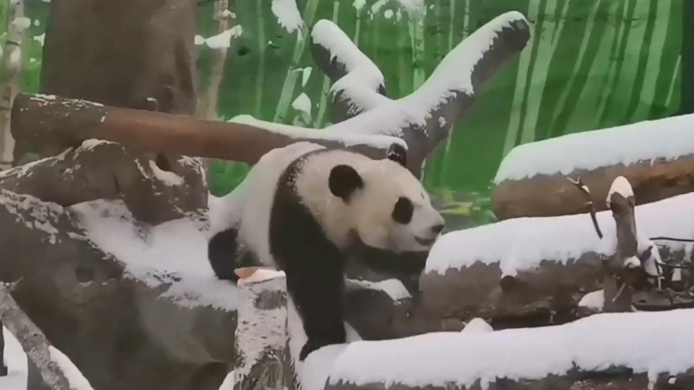 Is it really spring? Panda Katyusha enjoys snowy day at Moscow Zoo ...