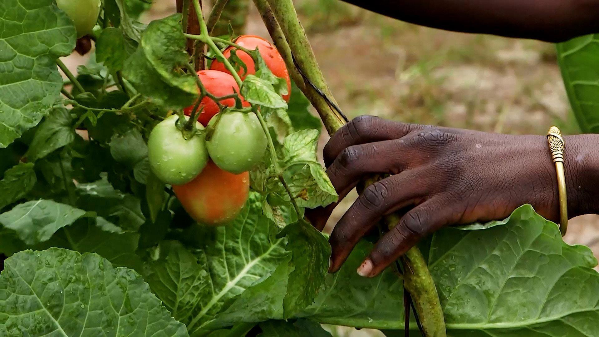 'Urban farming's the way to go!' - Community project in Uganda helps ...