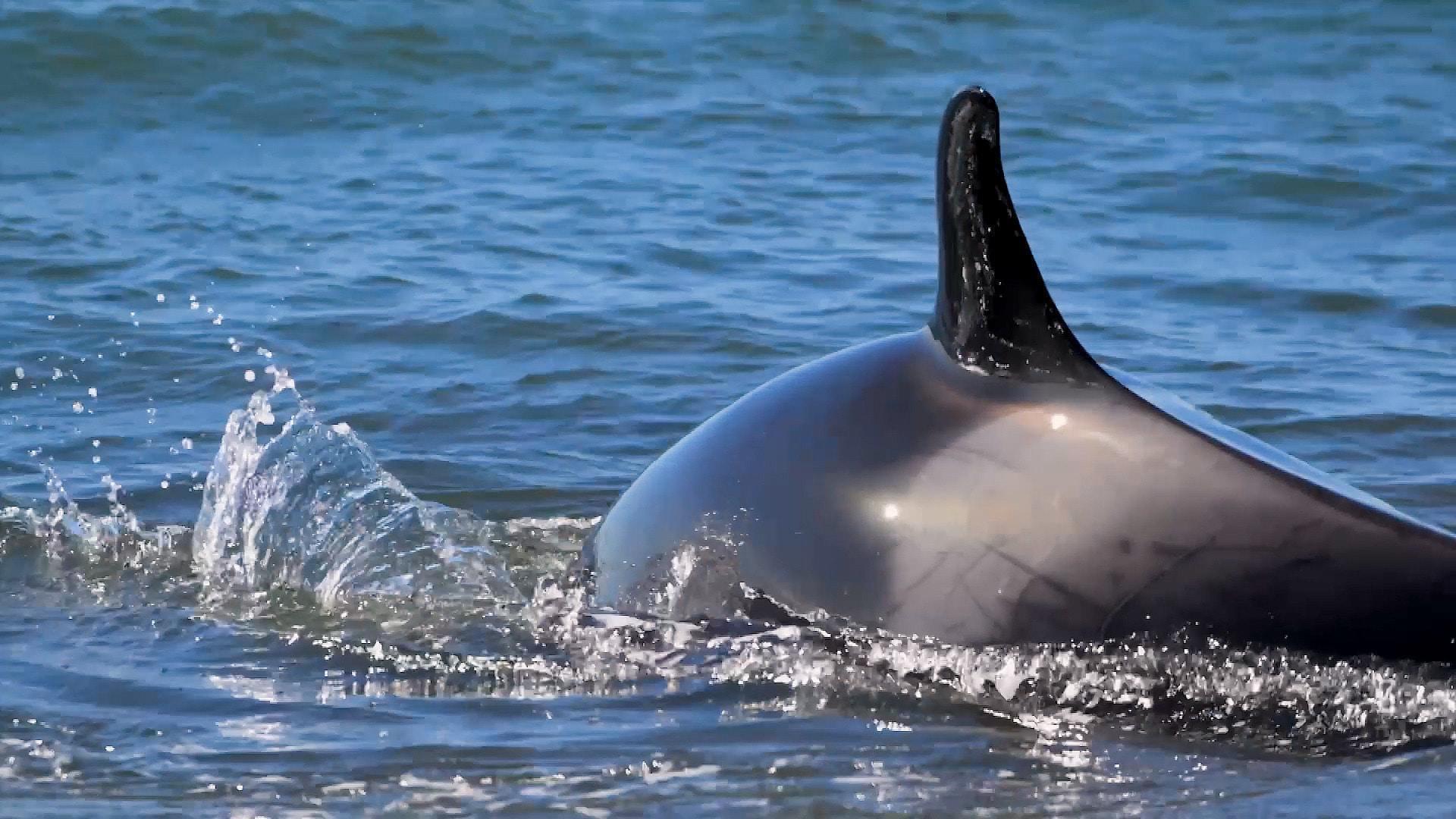 Whale, what a catch! Argentine orcas strand themselves to grab sea ...