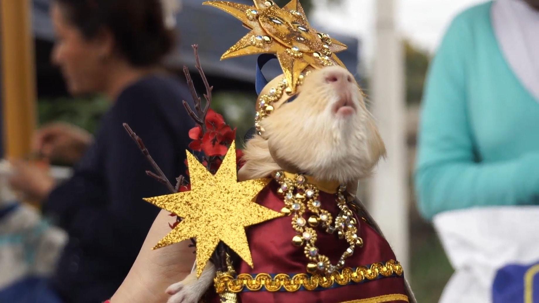 Dressed furry occasion! Guinea pigs on runway and menu at quirky ...